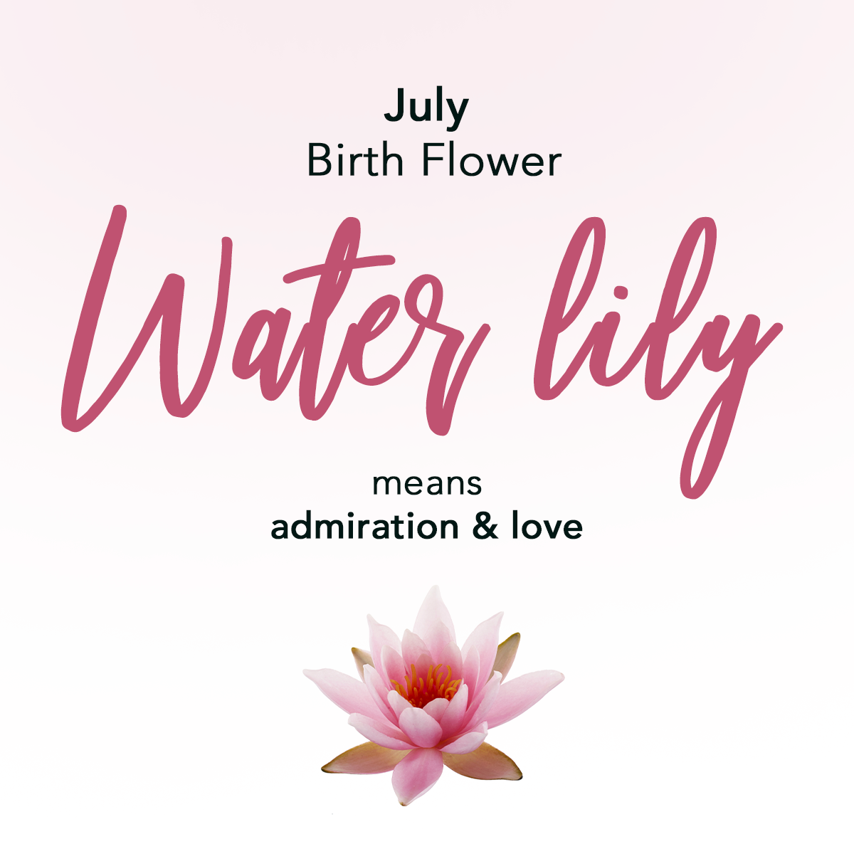 July Birth Flower - Timeless Beauty Journey